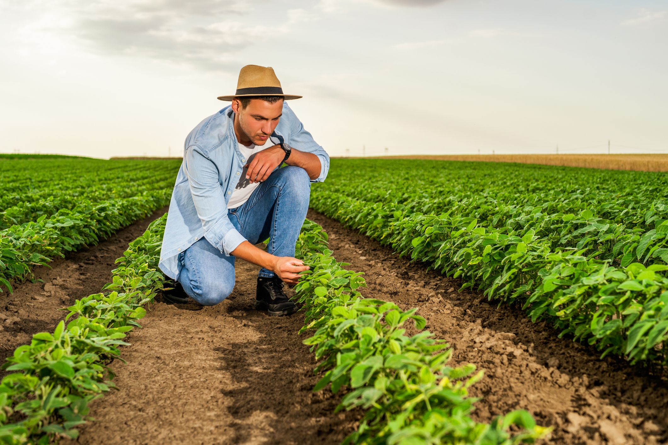 Análise foliar: quando fazer em sua lavoura?